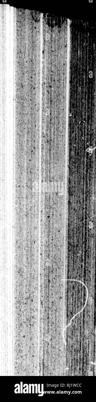 . Monographs of the Diptera of North America [microform]. Diptera ...