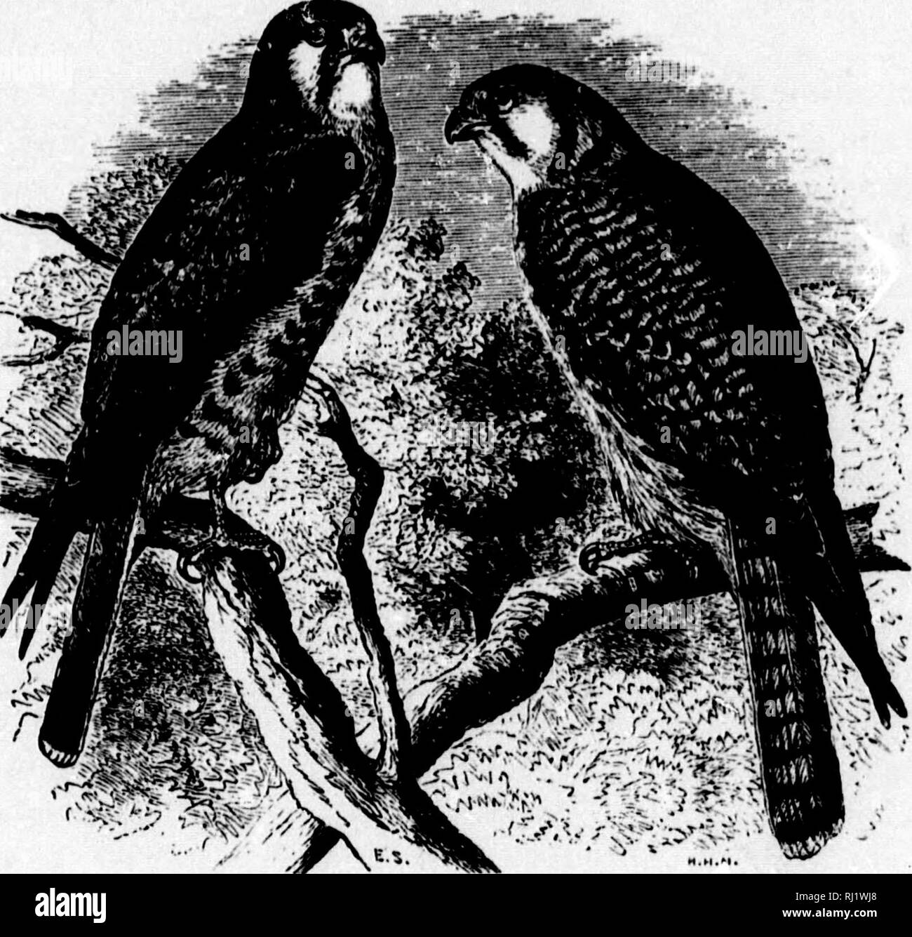 Female head tipped back hi-res stock photography and images - Alamy