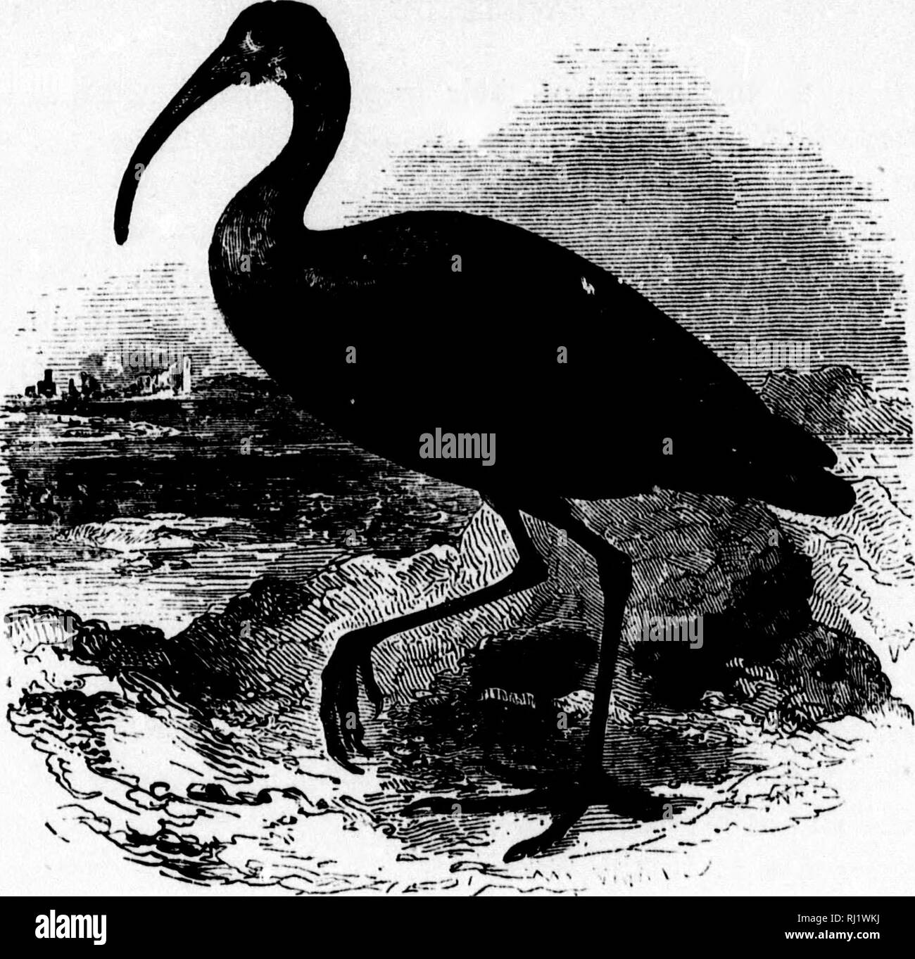 Glossy ibis Black and White Stock Photos & Images - Alamy