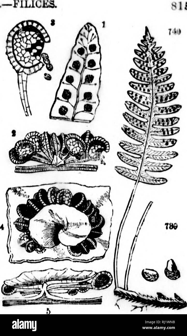 . Class-book of botany [microform] : being outlines of the structures ...