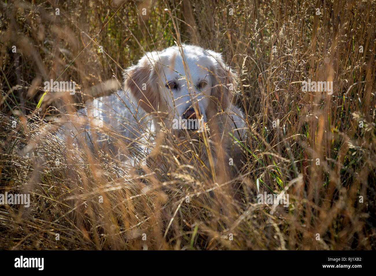 Golden Retriever Dog Hiding In The Long Grass Stock Photo Alamy golden-retriever-dog-hiding-in-the-long-grass-stock-photo-alamy