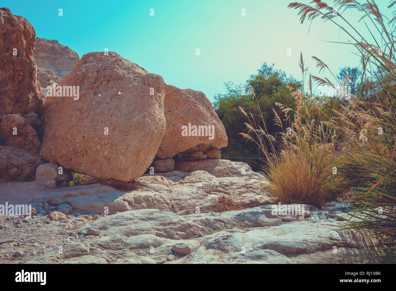 Oasis in desert. Ein Gedi nature reserve. Israel Stock Photo - Alamy