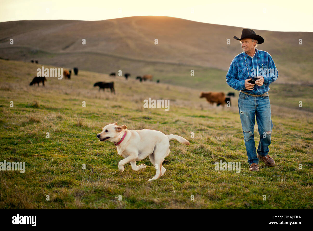 Farmer and his dog checking the paddocks Stock Photo - Alamy