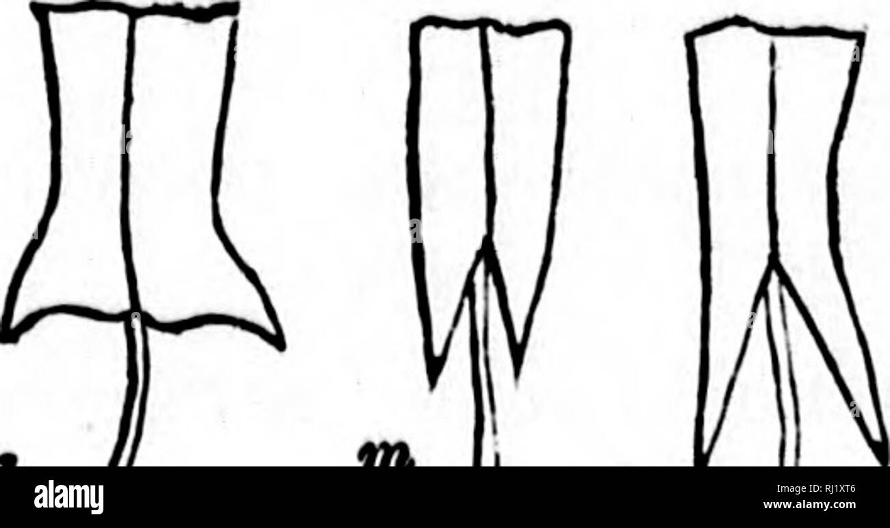 Undulate leaf margins hi-res stock photography and images - Alamy