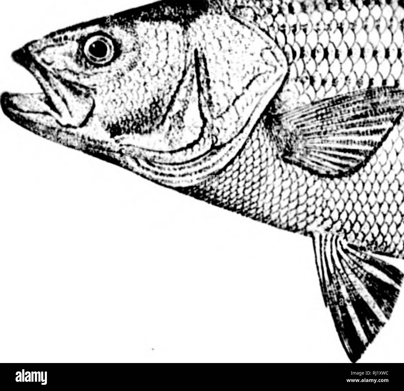 Jordan fiji Black and White Stock Photos & Images - Alamy