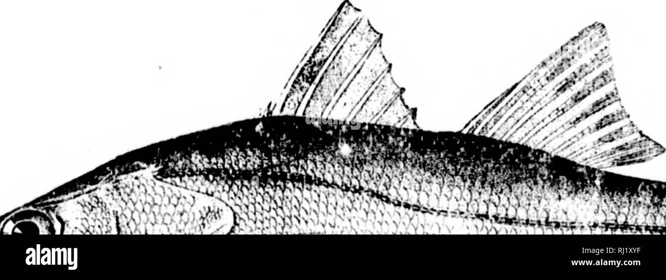 . The fishes of North and Middle America [microform] : a descriptive ...