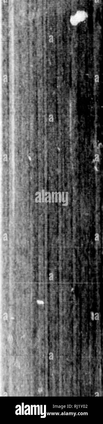 Leaves are pinnately dissected hi-res stock photography and images - Alamy