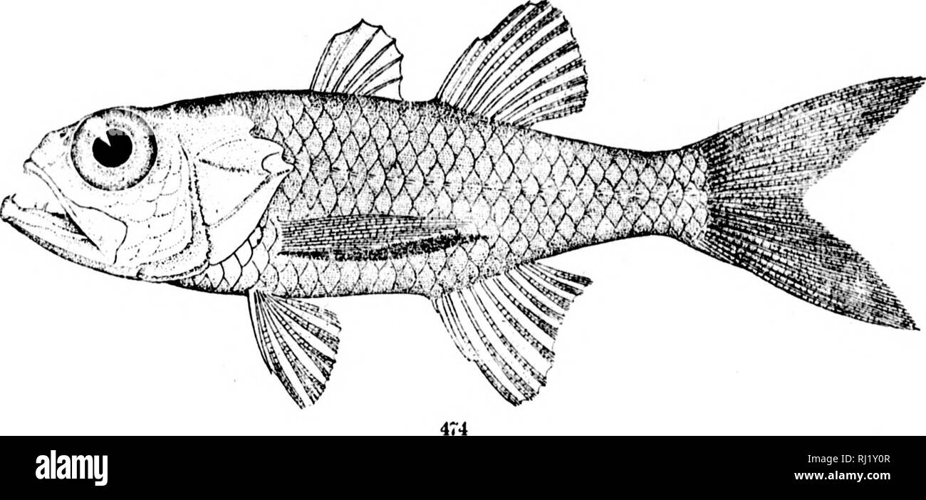 . The fishes of North and Middle America [microform] : a descriptive ...