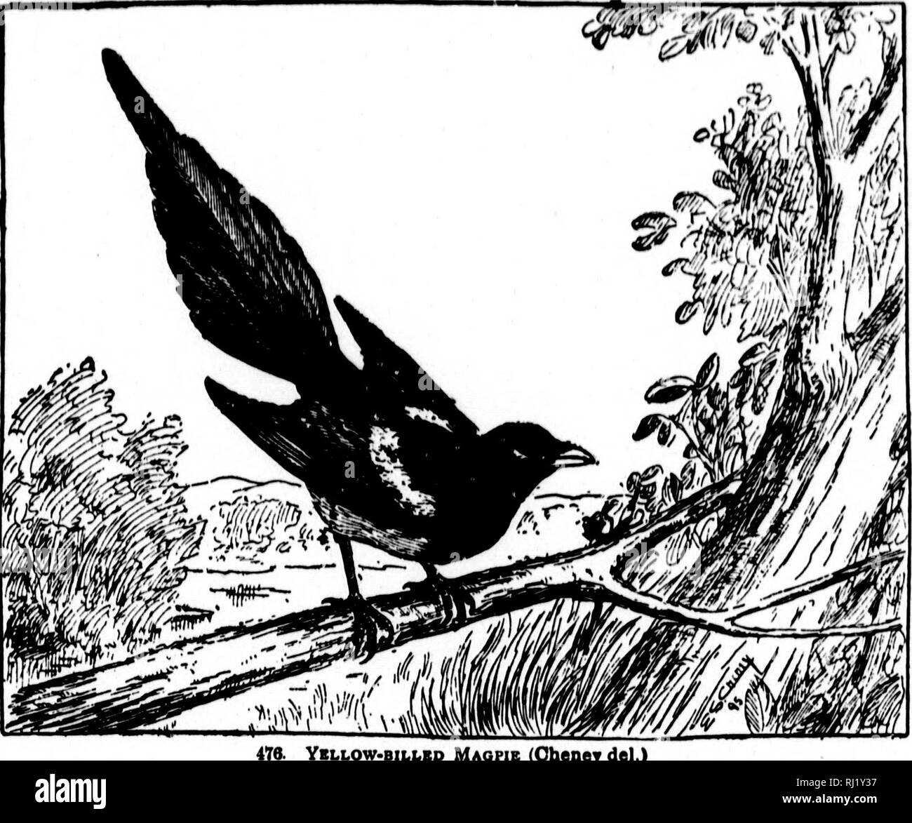 Billbo Black and White Stock Photos & Images - Alamy