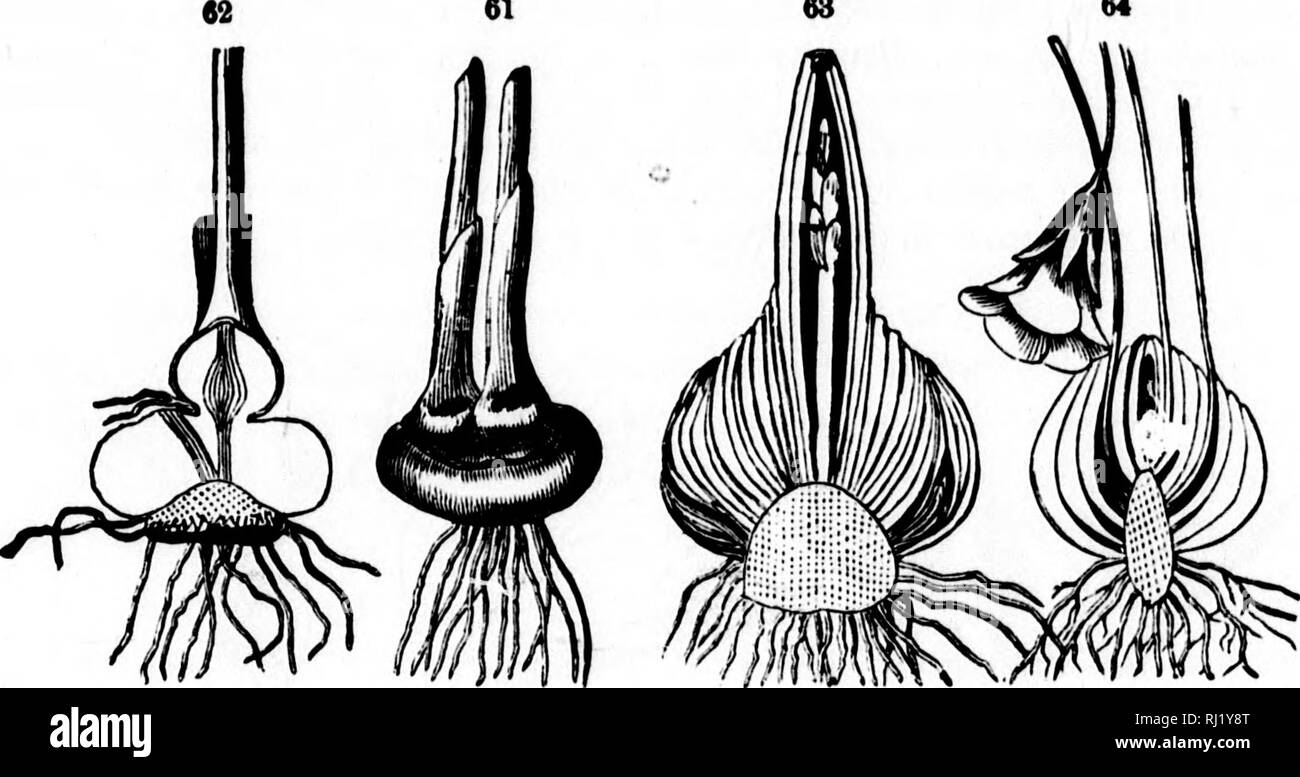 Section Crocus Stock Photos & Section Crocus Stock Images - Alamy