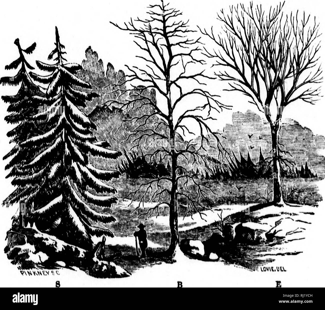 Acaulescent Plants High Resolution Stock Photography and Images - Alamy