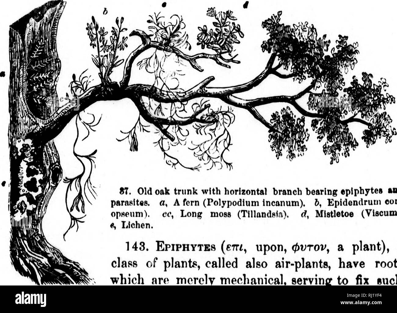 Single tree trunks Black and White Stock Photos & Images - Alamy