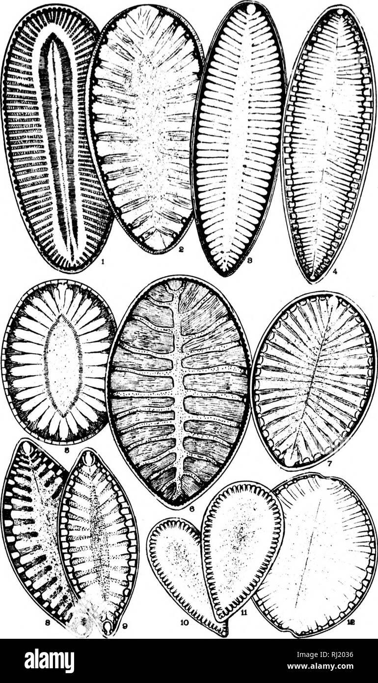 Diatoms and algae Black and White Stock Photos & Images - Alamy