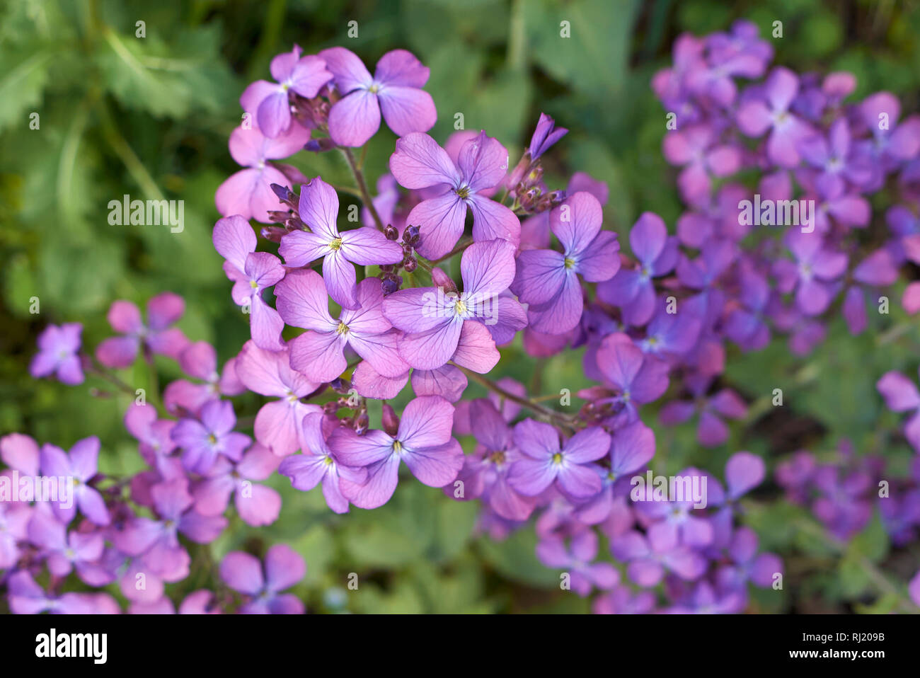 Lunaria annua hi-res stock photography and images - Alamy