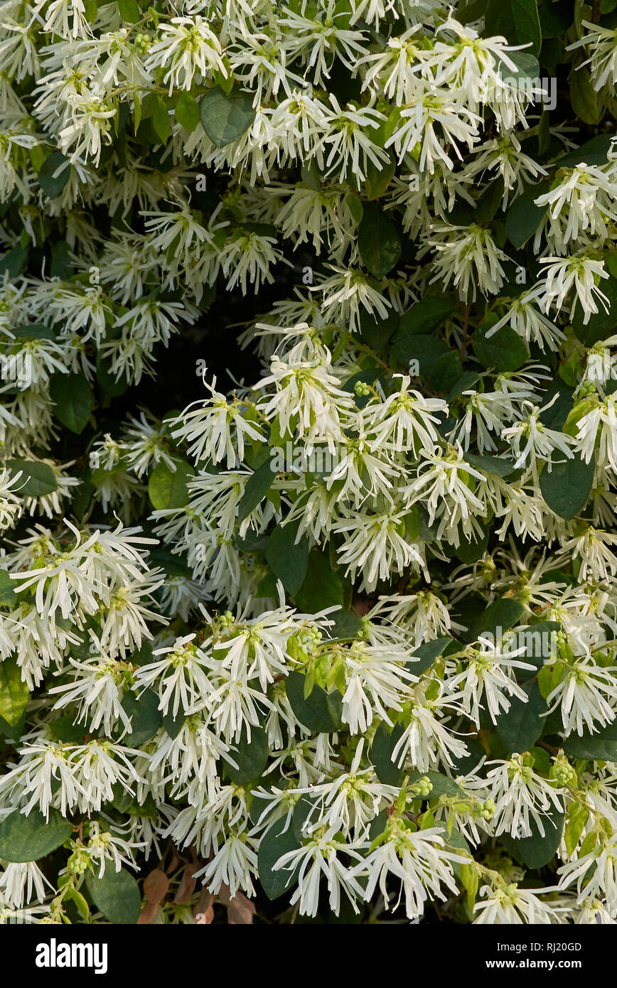 Chinese fringe flower (loropetalum) hi-res stock photography and images ...