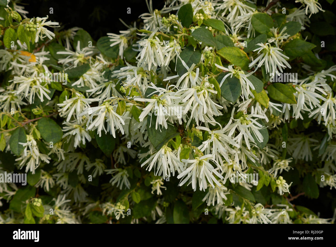 Chinese fringe flower (loropetalum) hi-res stock photography and images ...