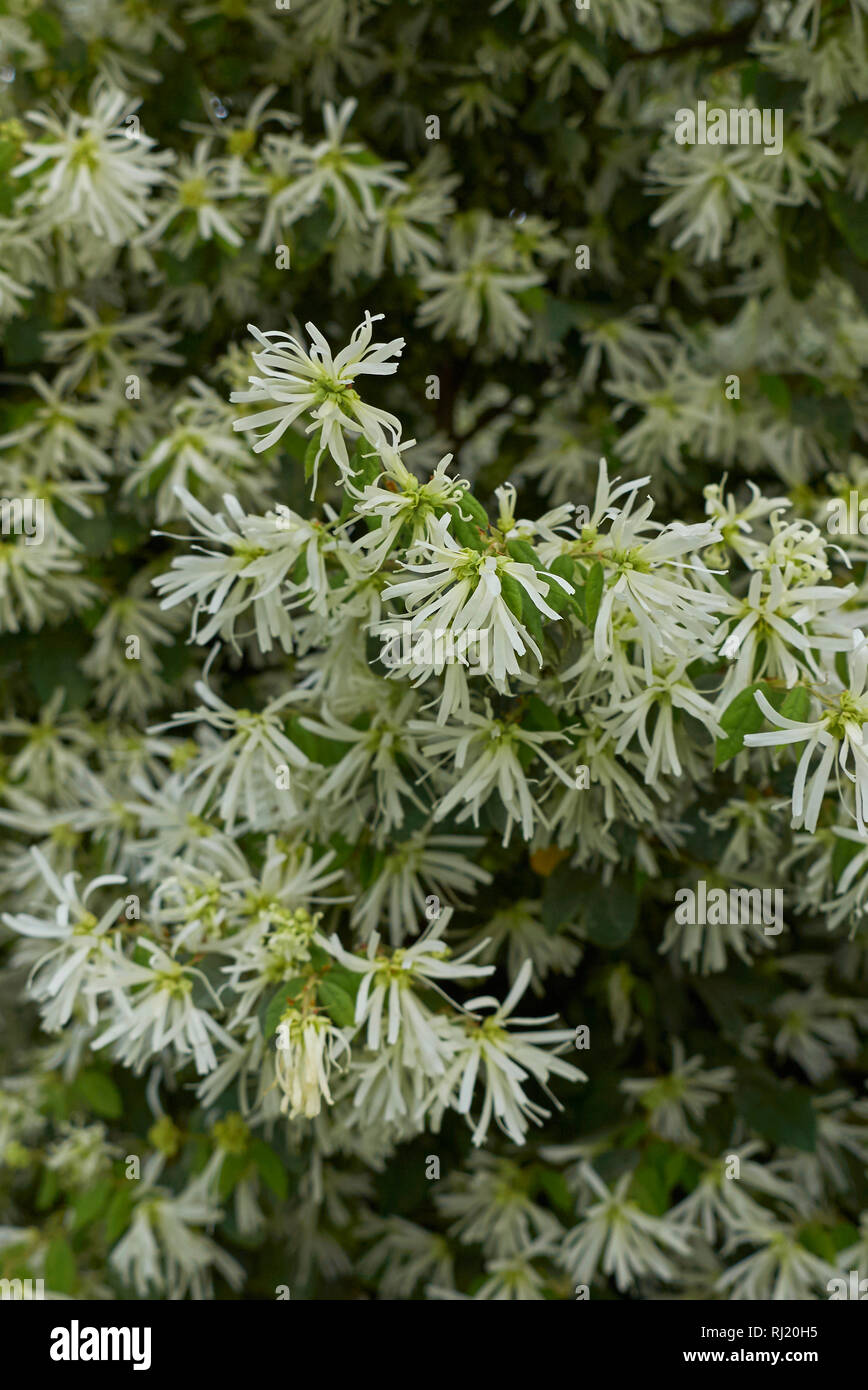 Chinese fringe flower (loropetalum) hi-res stock photography and images ...