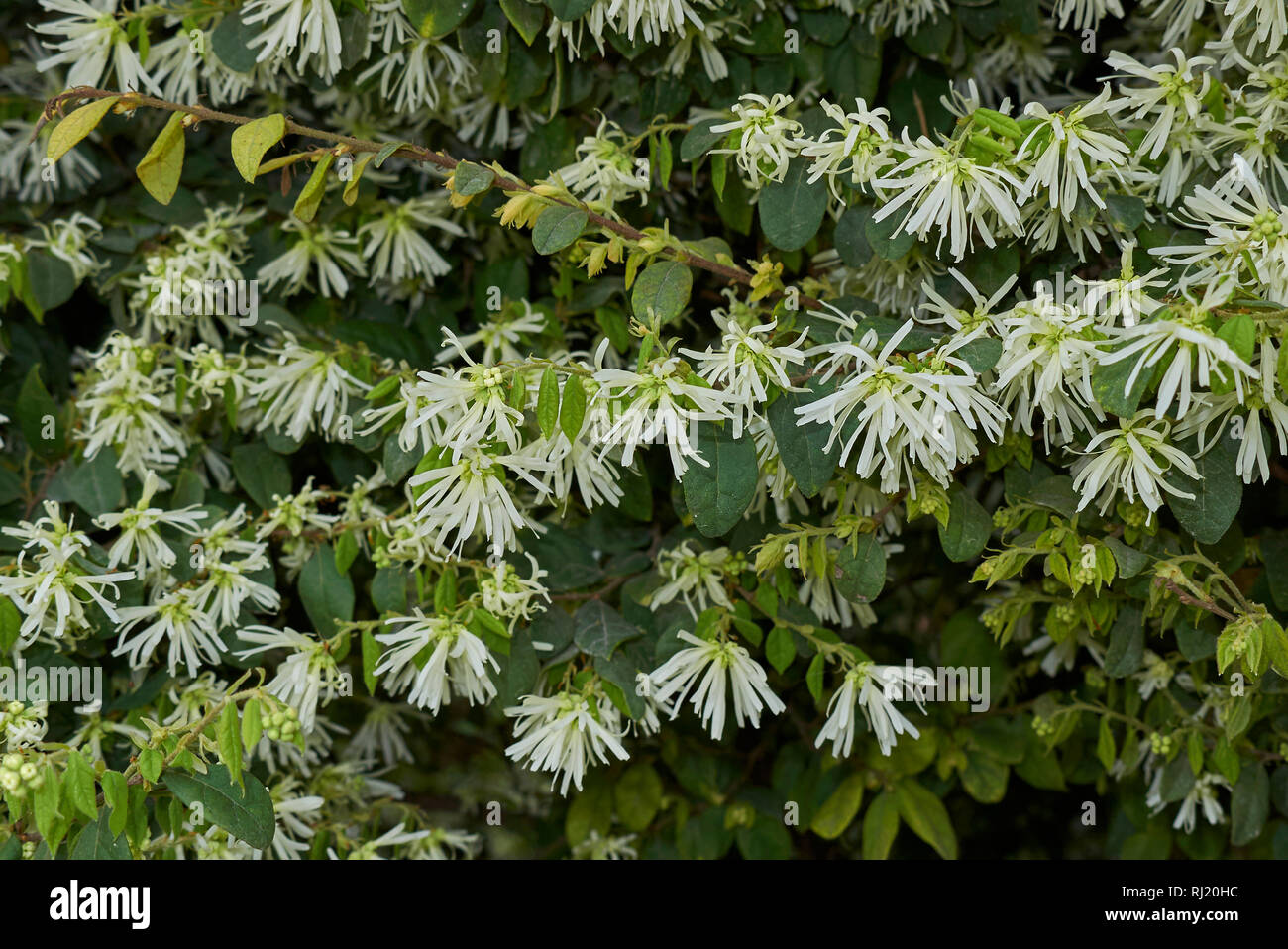 Chinese fringe bush hi-res stock photography and images - Alamy