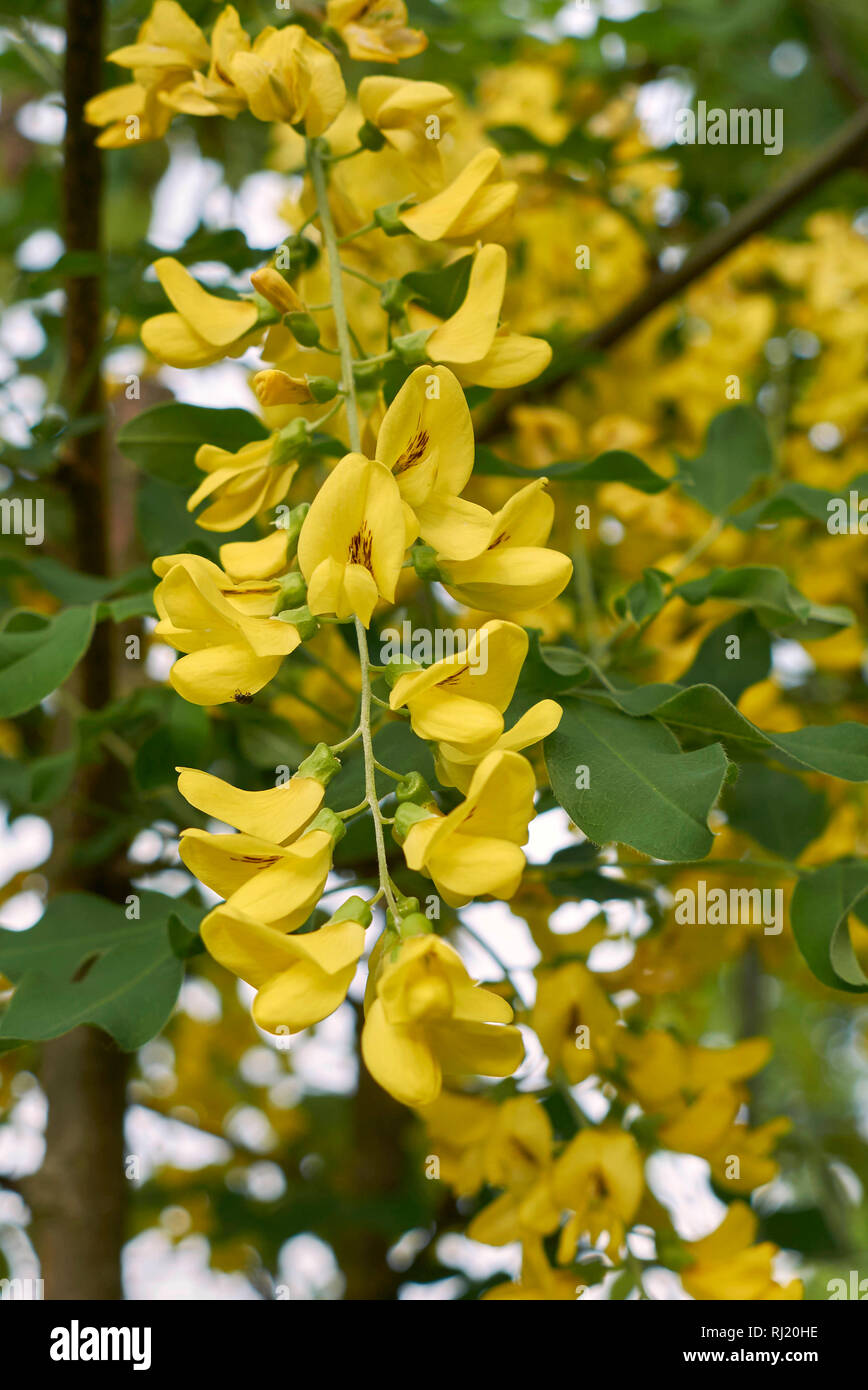 Laburnum branch hi-res stock photography and images - Alamy