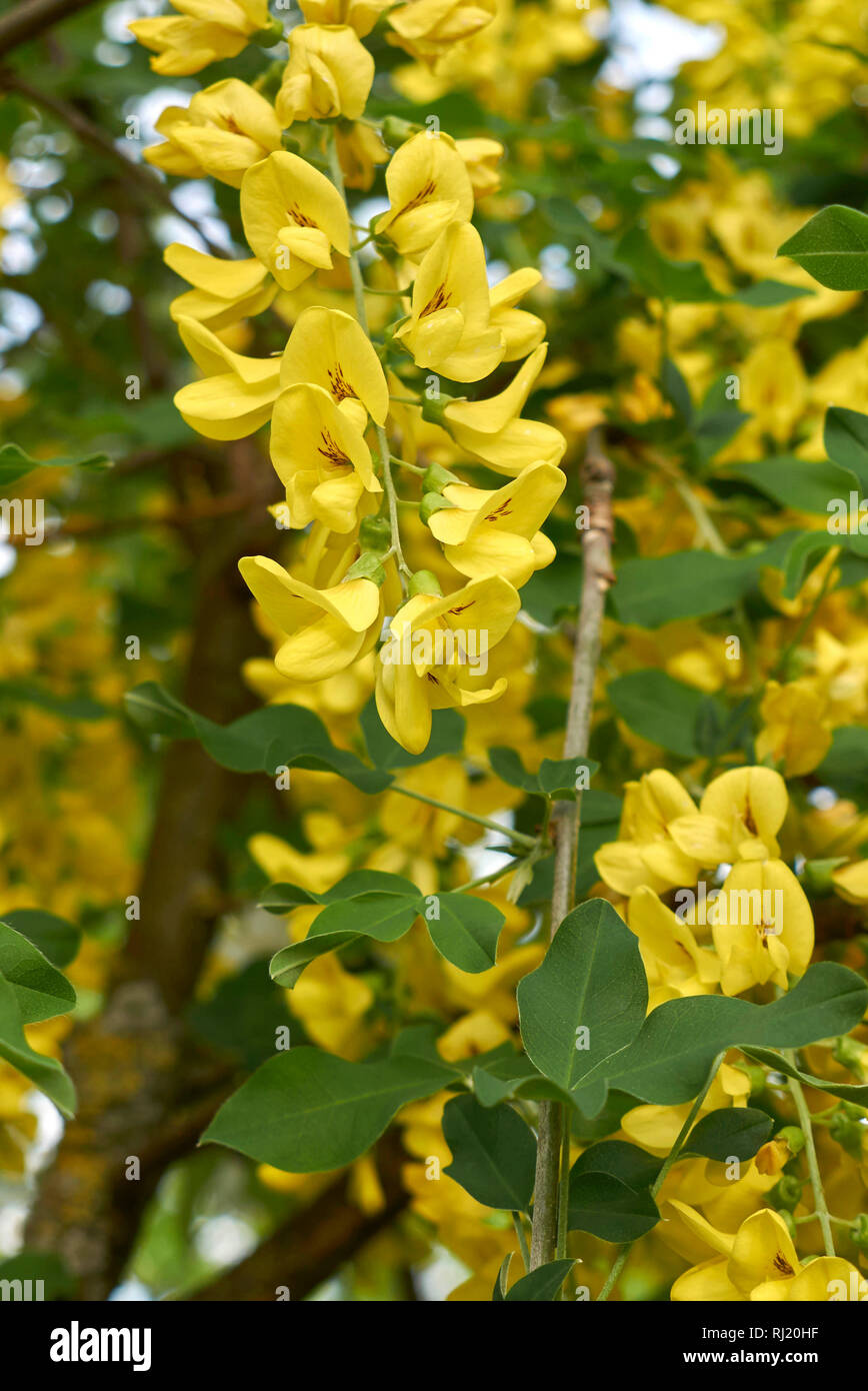Laburnum In Bloom High Resolution Stock Photography and Images - Alamy