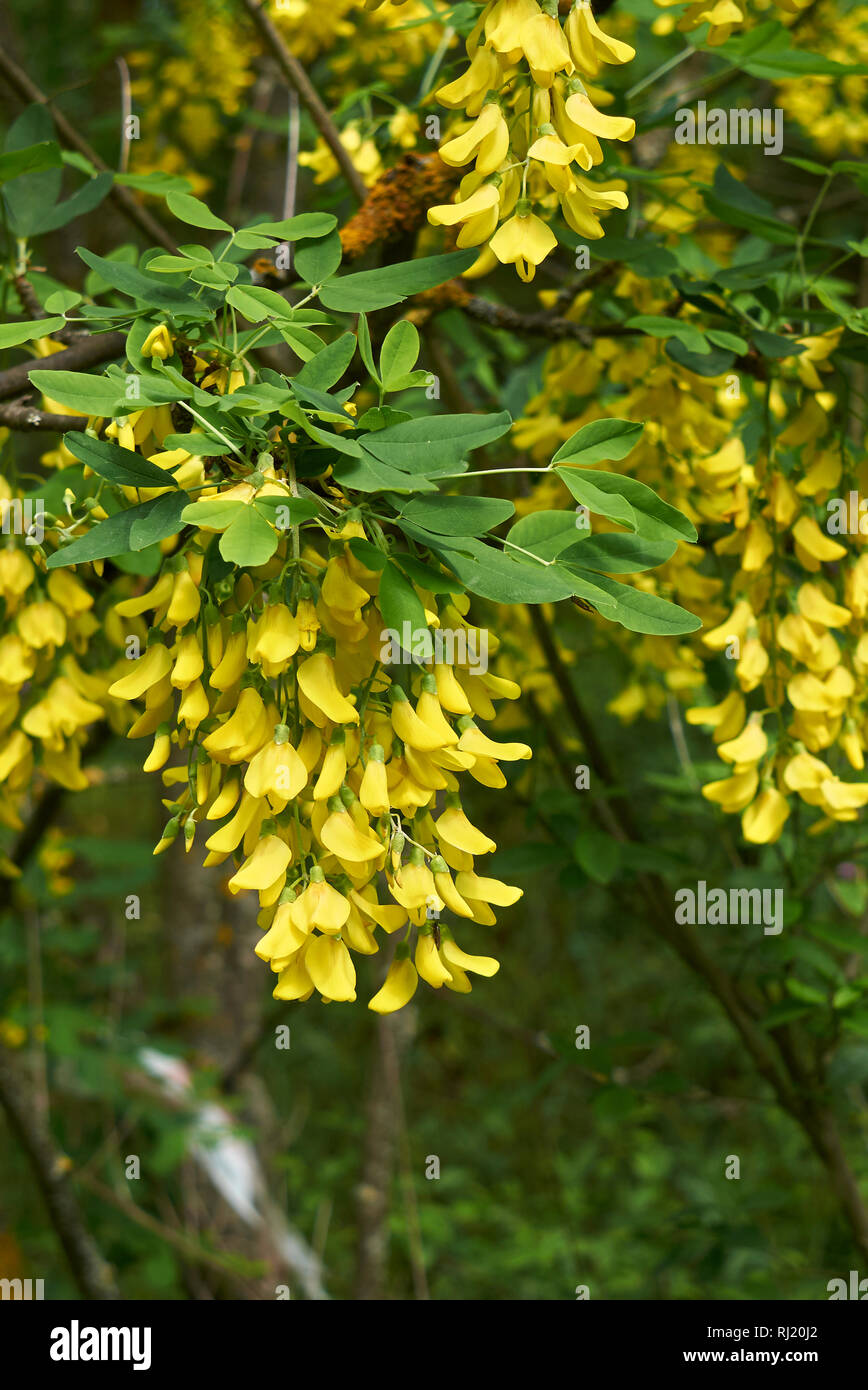 Laburnum in bloom hi-res stock photography and images - Alamy