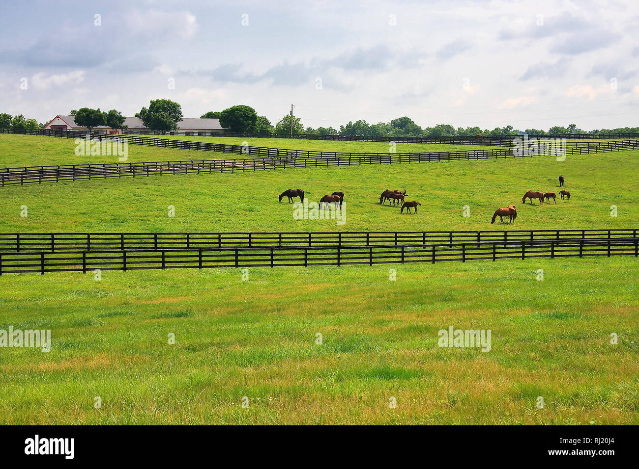 Kentucky horse farm hi-res stock photography and images - Alamy