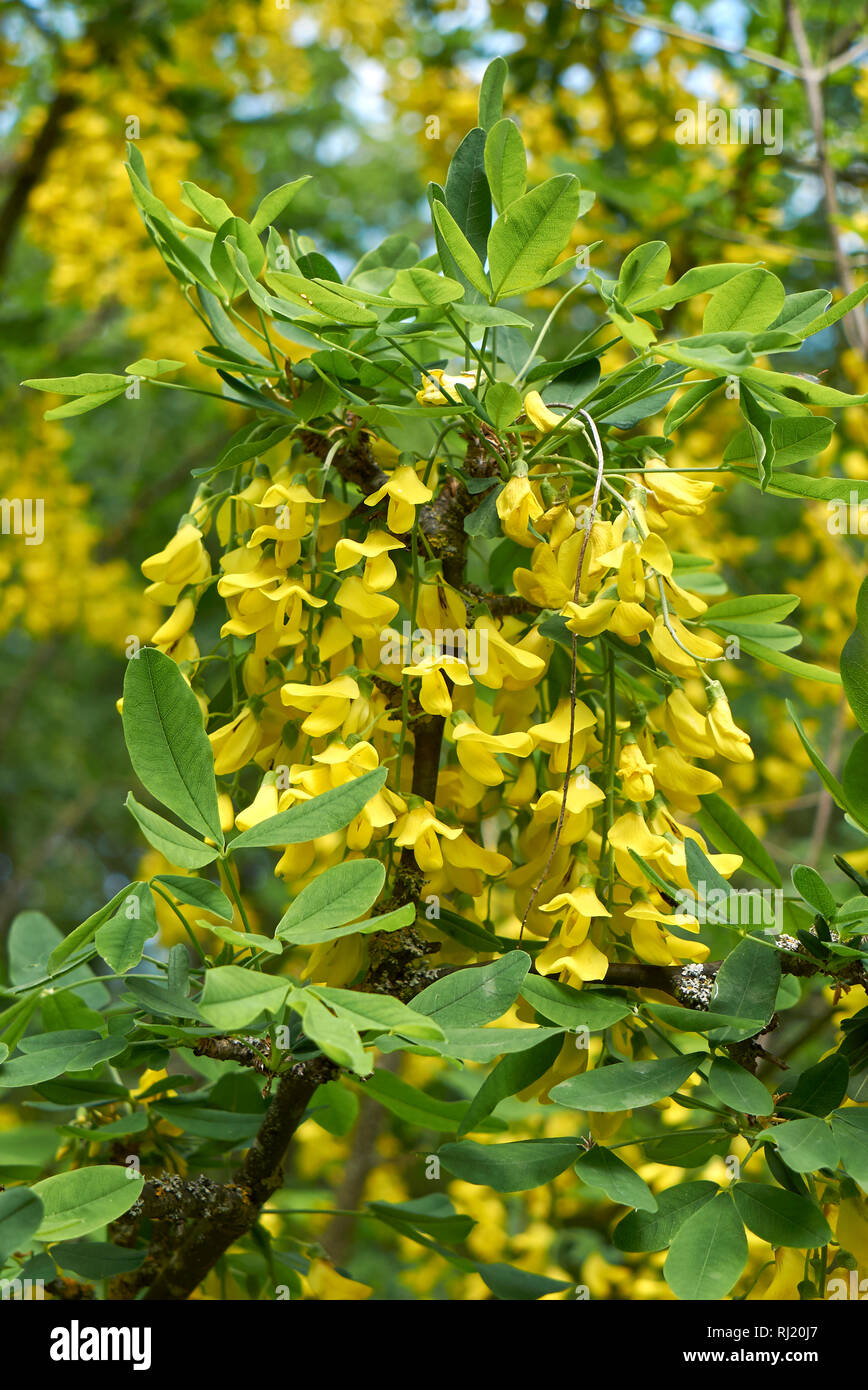 Laburnum Anagyroides High Resolution Stock Photography and Images - Alamy