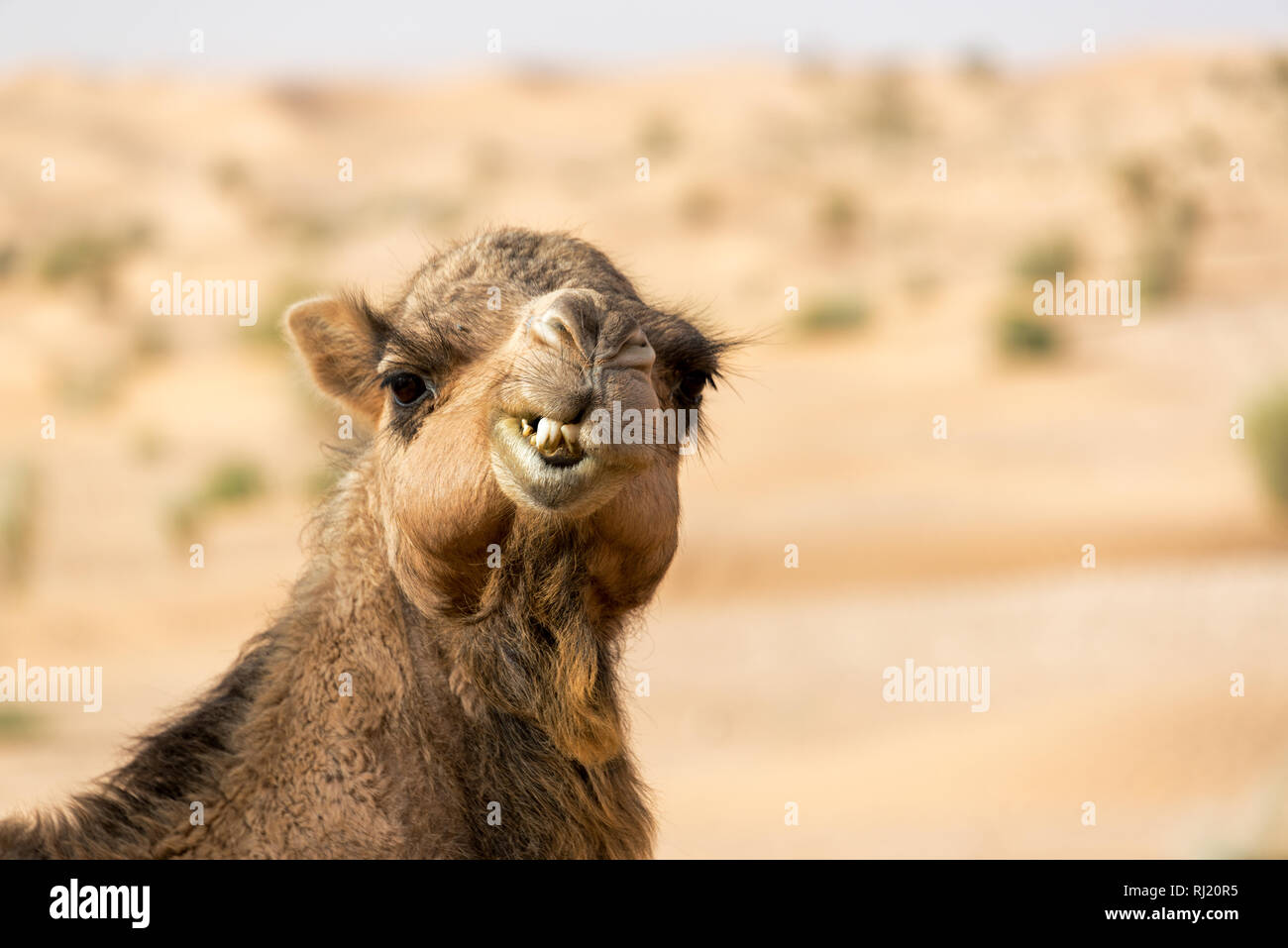 Funny camels hi-res stock photography and images - Alamy