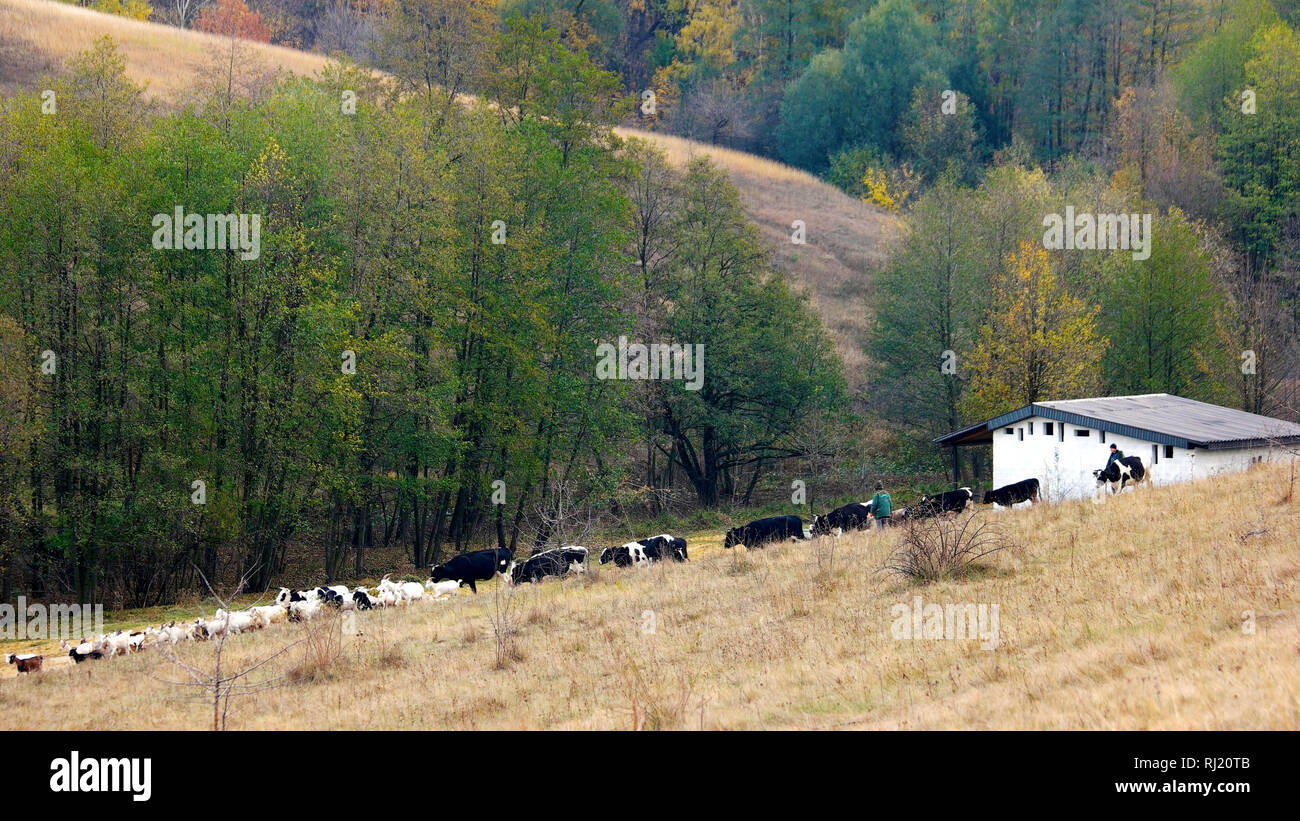 Shepherd and goats and forest hi-res stock photography and images - Alamy
