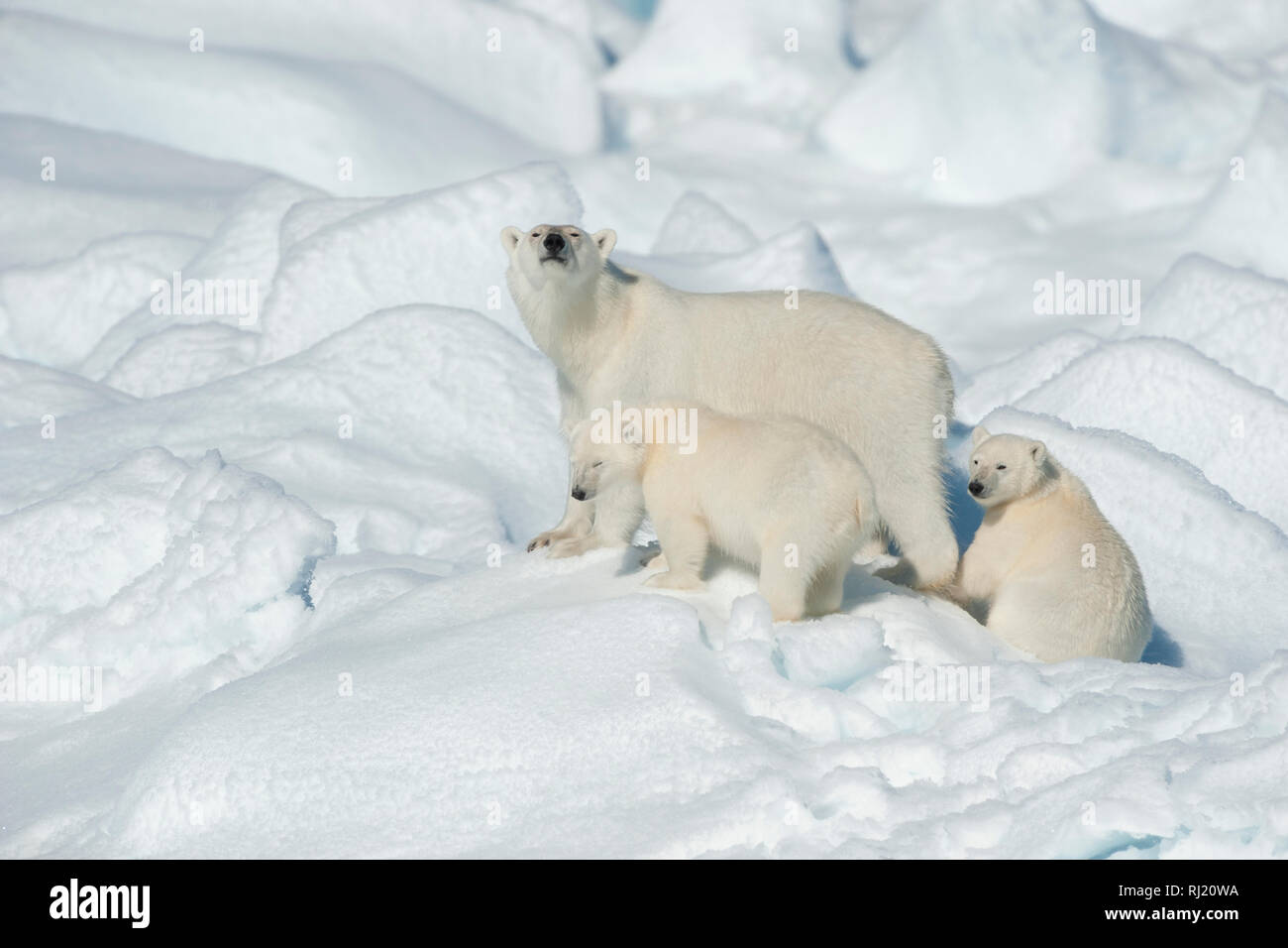 Polar Bear, Ursus maritimus, Mother with Two Cubs, North East Greenland ...
