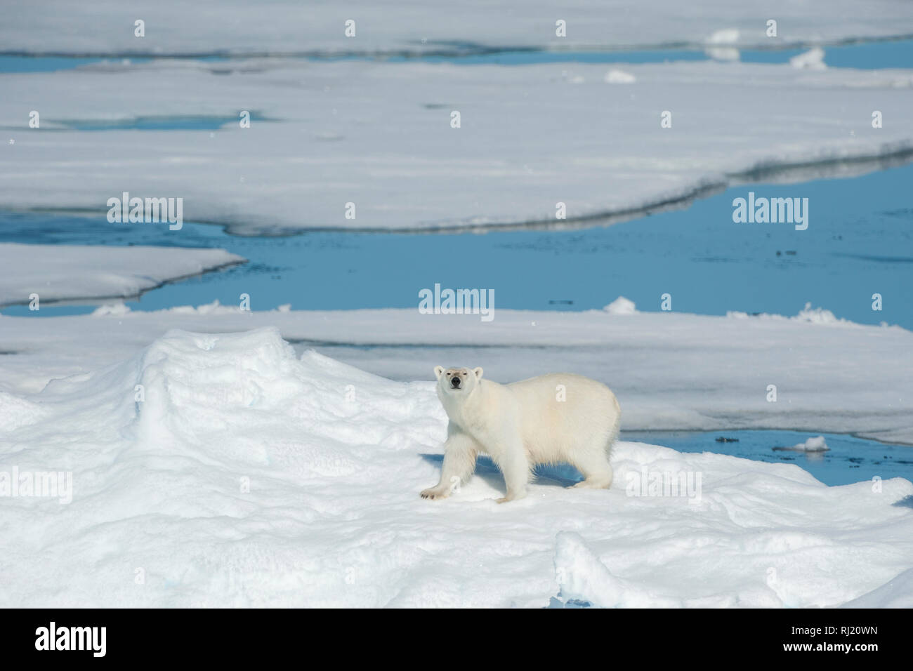 Polar Bear, Ursus maritimus, North East Greenland Coast, Greenland ...