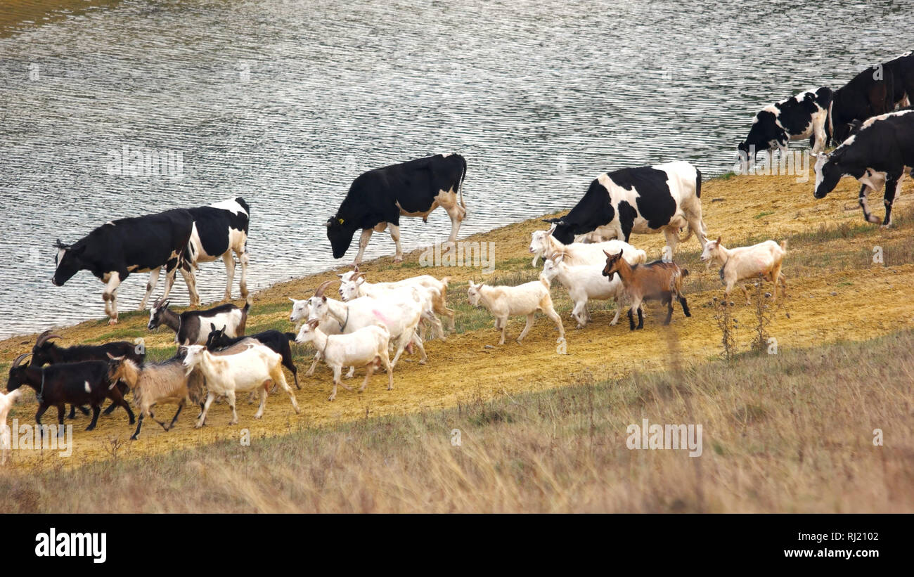 Herds of cattle walking on farmland Stock Photo - Alamy