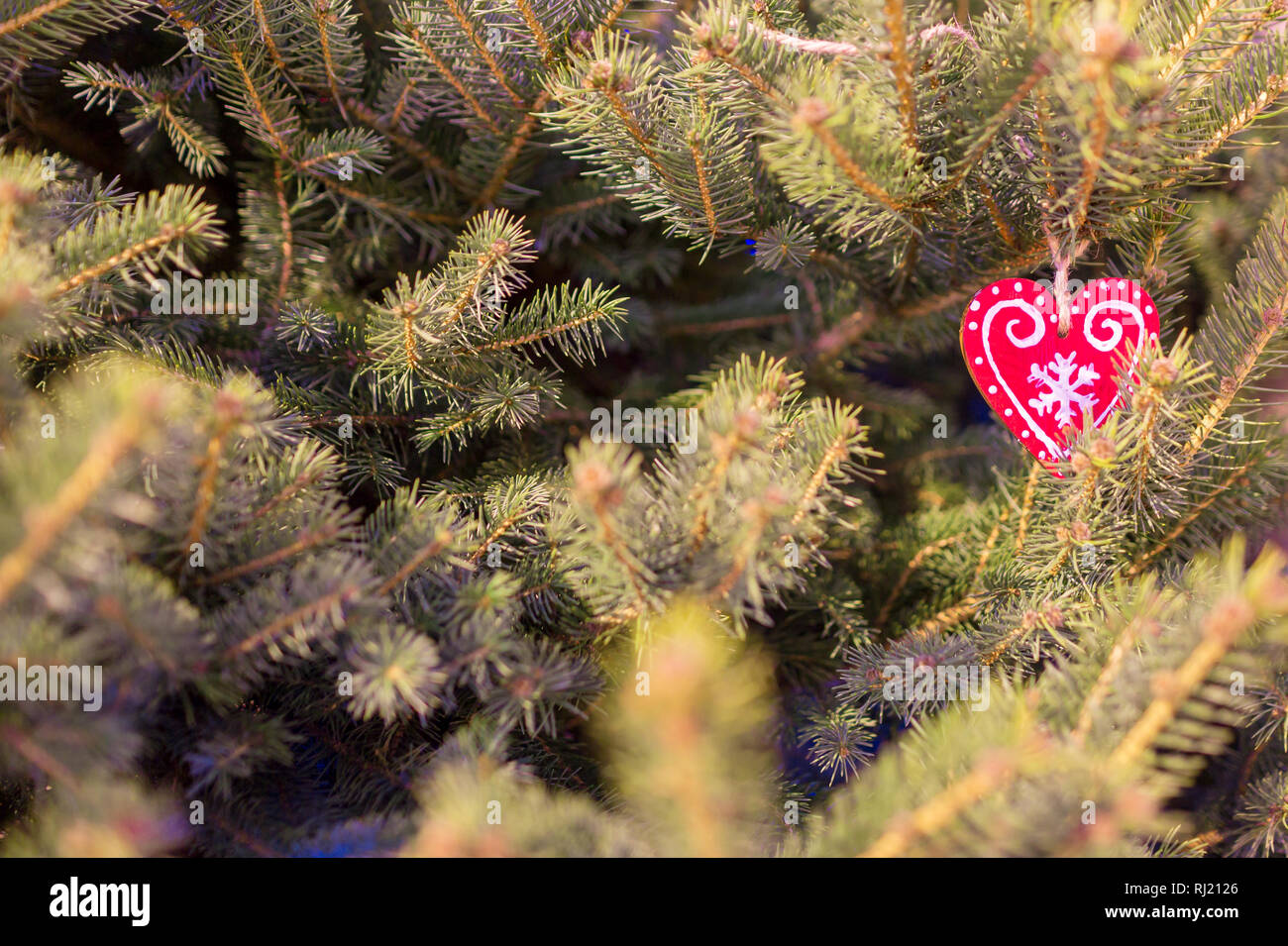 Red heart on spruce and pine background. Valentine's Day. Symbol of ...