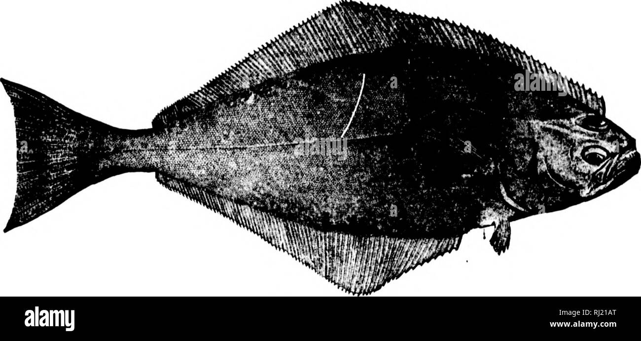 Cased fish hi-res stock photography and images - Alamy