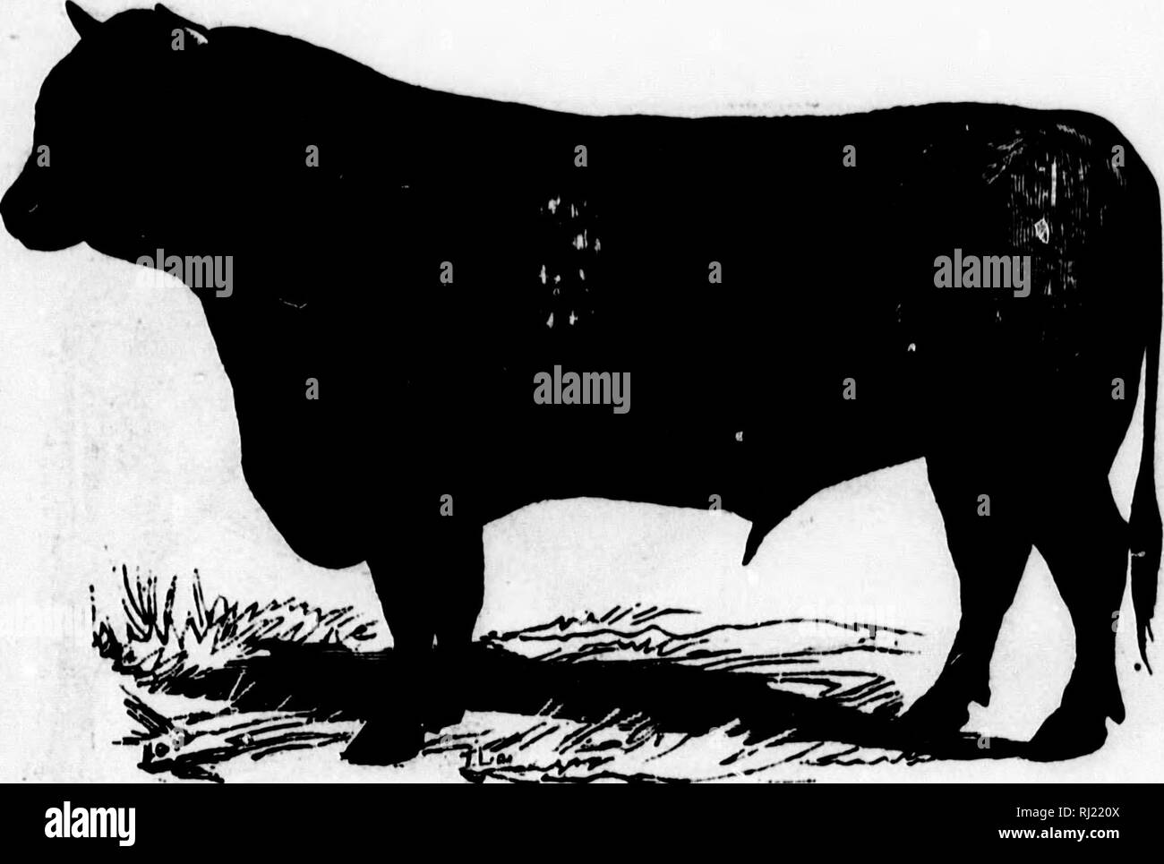 Devon red beef cattle Black and White Stock Photos & Images - Alamy