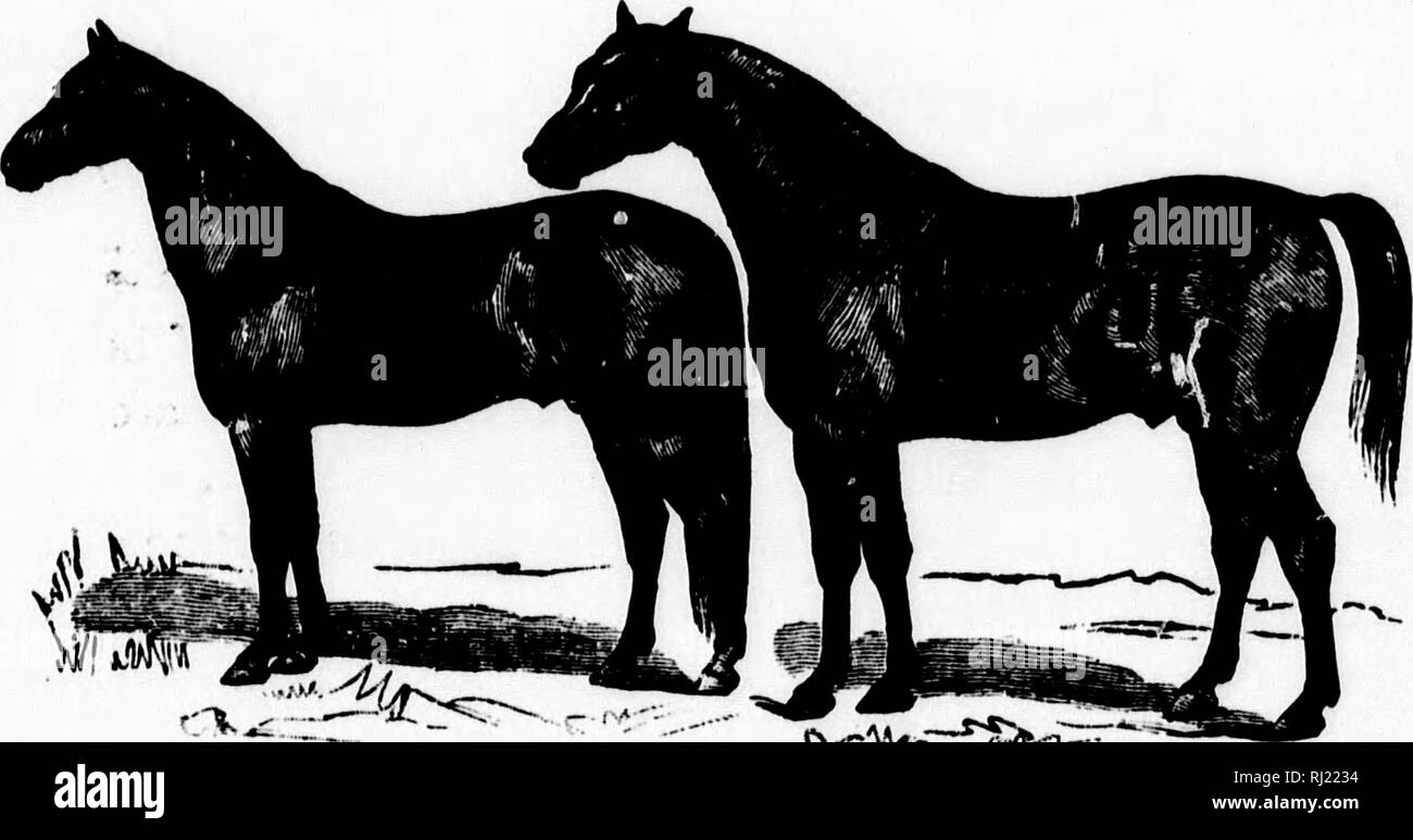 William iii on a horse Black and White Stock Photos & Images - Alamy