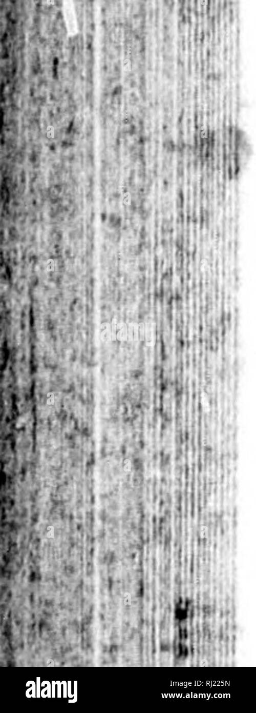 Visil Black and White Stock Photos & Images - Alamy