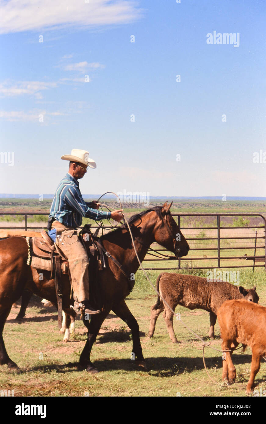 Cowboy roping a calf during spring branding time on a Texas ranch Stock ...