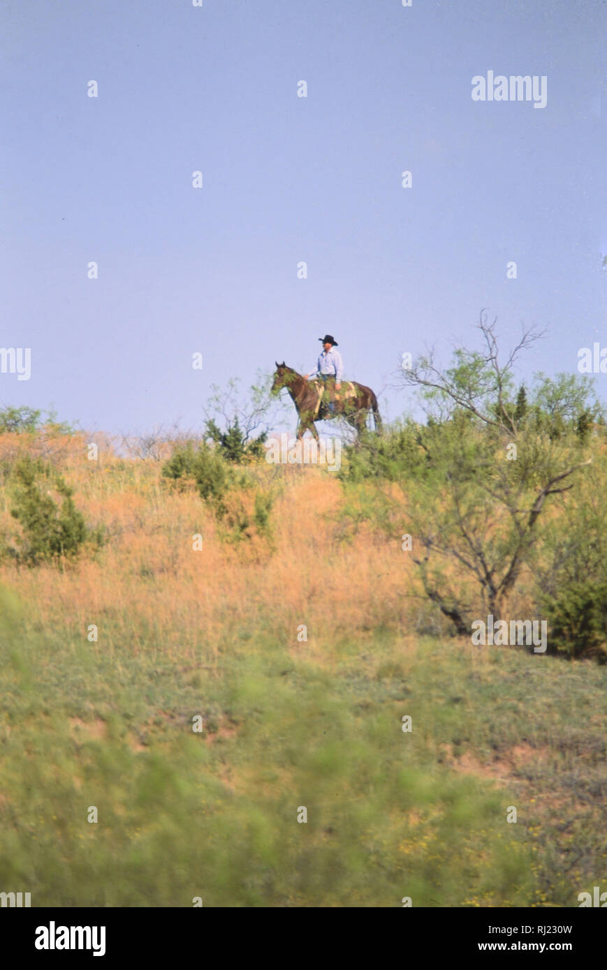 Cowboy on horseback during spring round up on a Texas ranch in 1998 ...