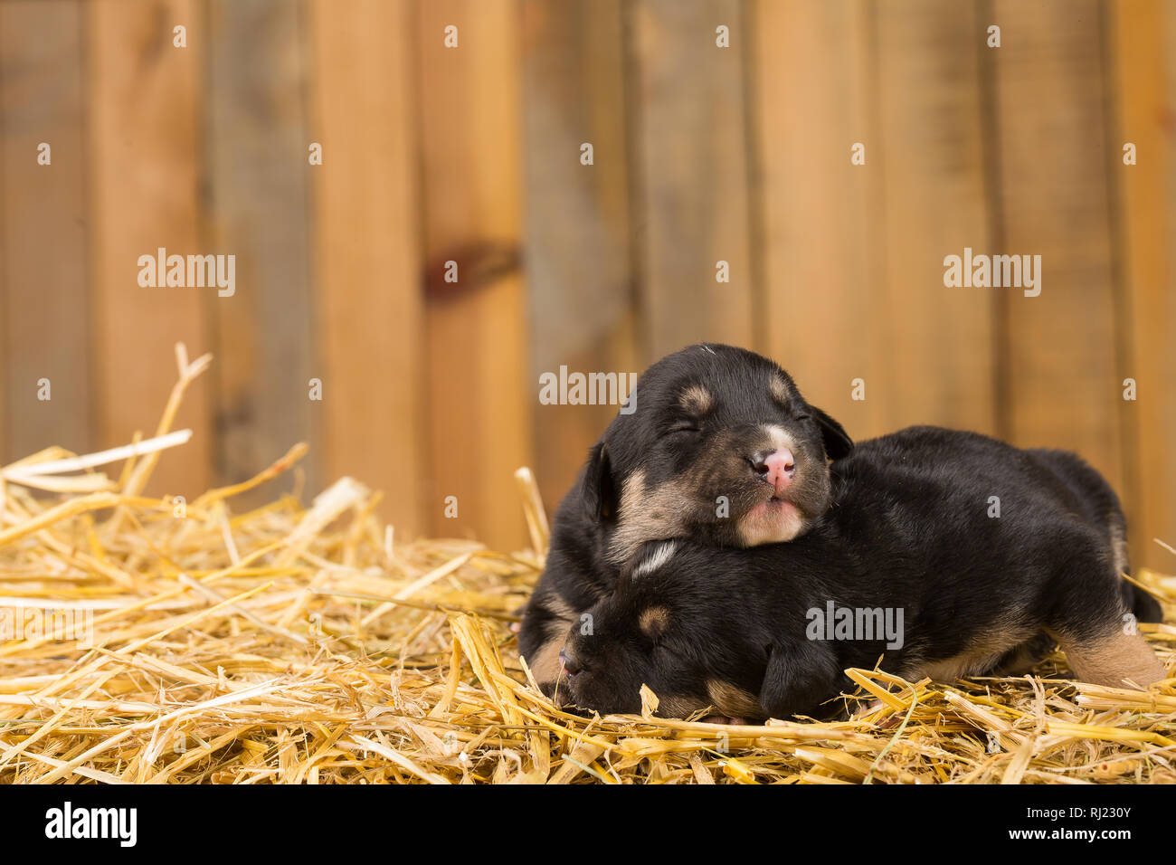 two little puppies in a barn Stock Photo - Alamy