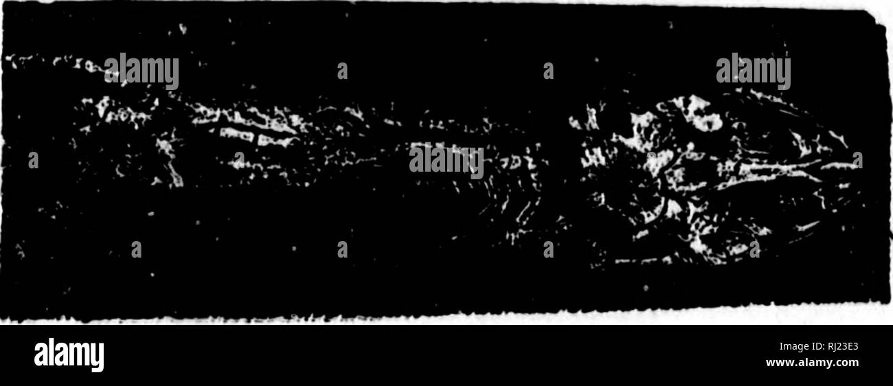 . North American geology and palaeontology for the use of amateurs ...