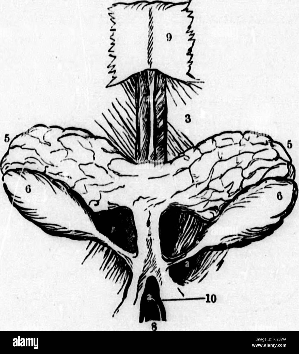 Layers of the fallopian tubes hi-res stock photography and images - Alamy