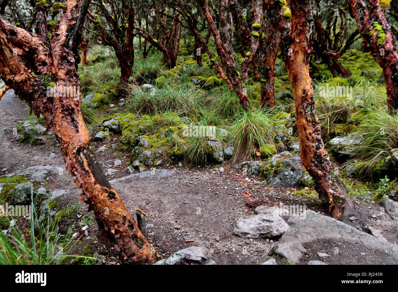 Trekking to the 69 lagoon - National park HUASCARAN. Department of ...