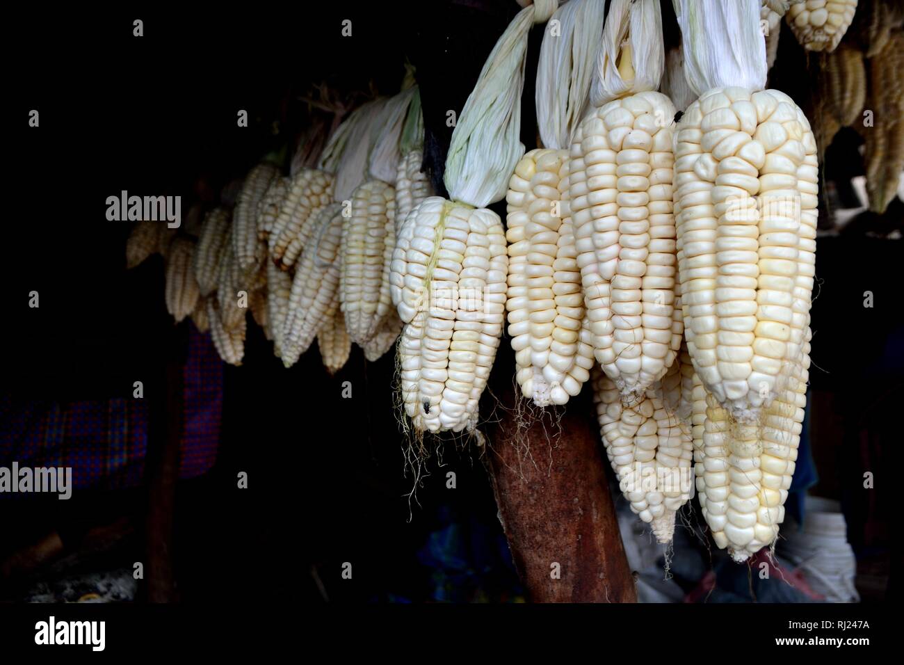 Dry maize in Huashao - National park HUASCARAN. Department of Ancash ...