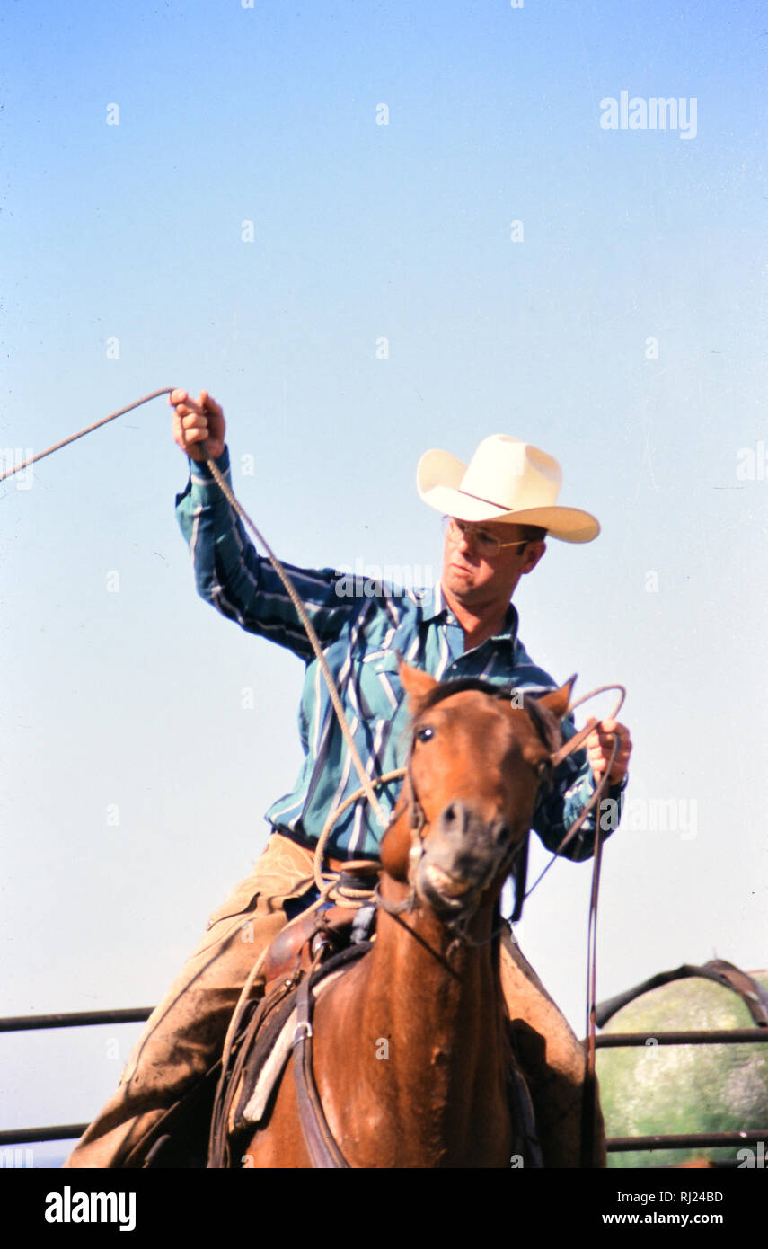 Calf roping texas hi-res stock photography and images - Alamy