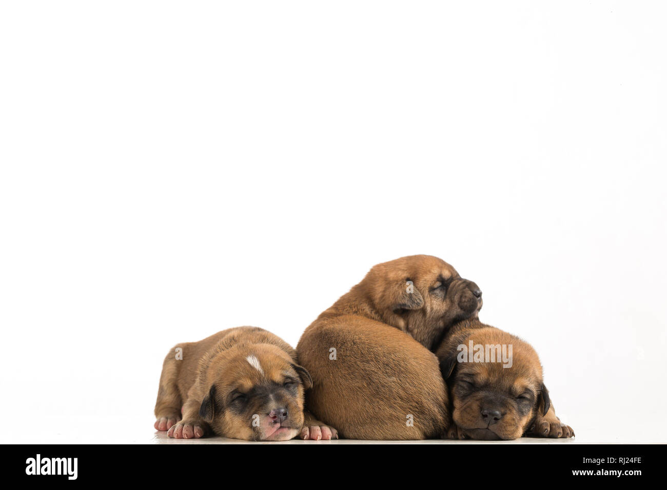 Three newborn puppies isolated on white background Stock Photo - Alamy