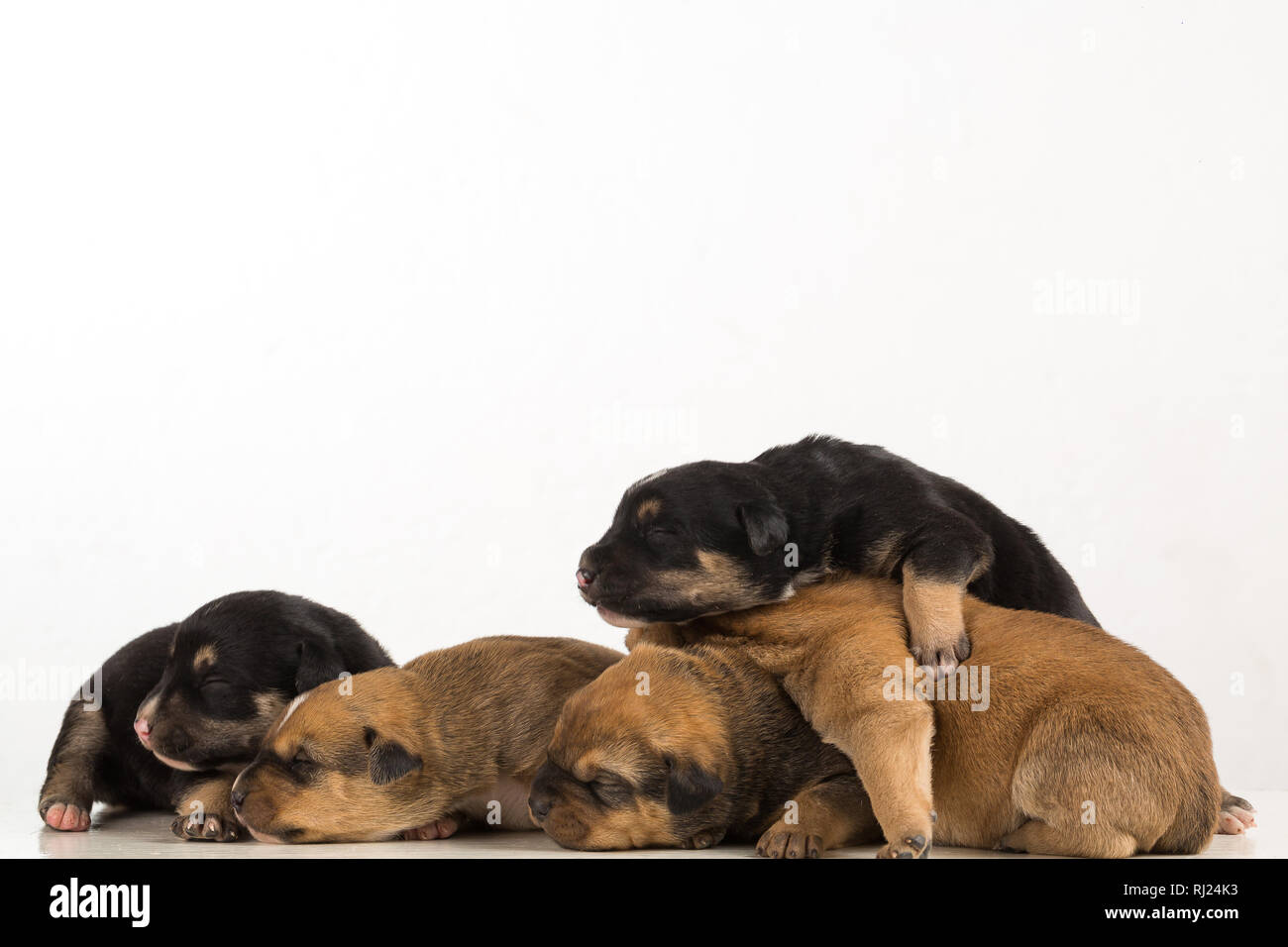 Rottweiler Newborn Puppies