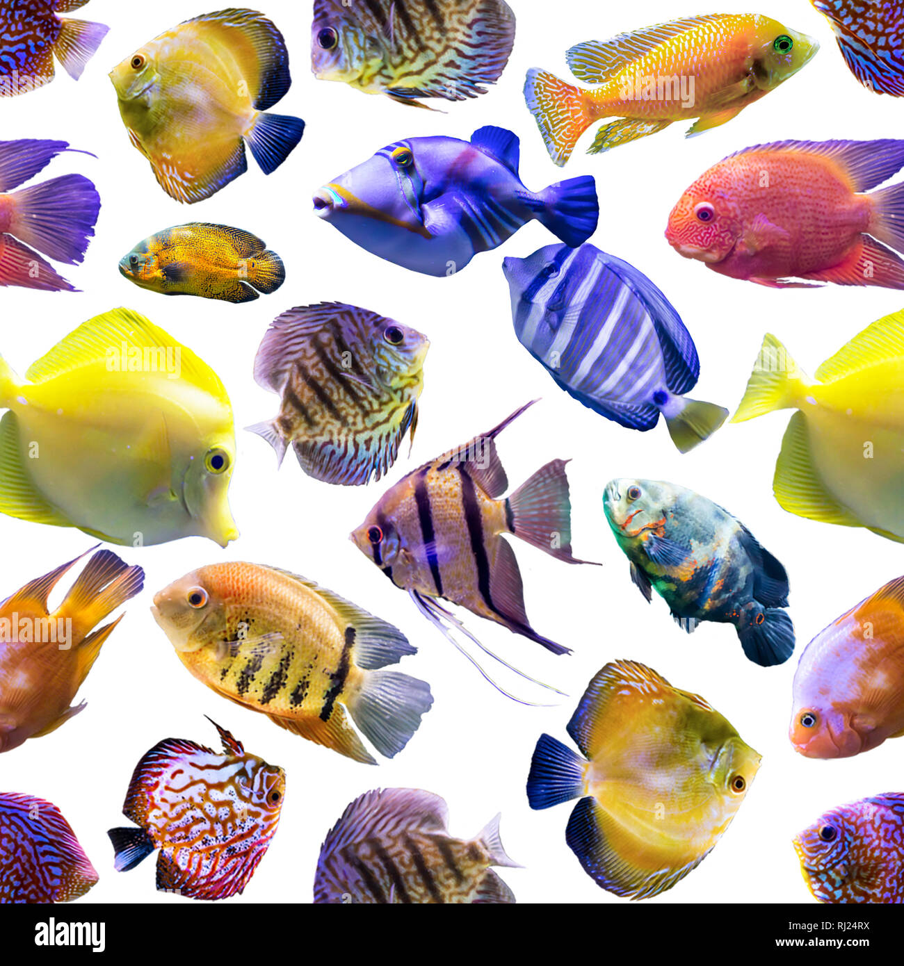 Seamless pattern. Multi-colored fishes on a white background. Site ...
