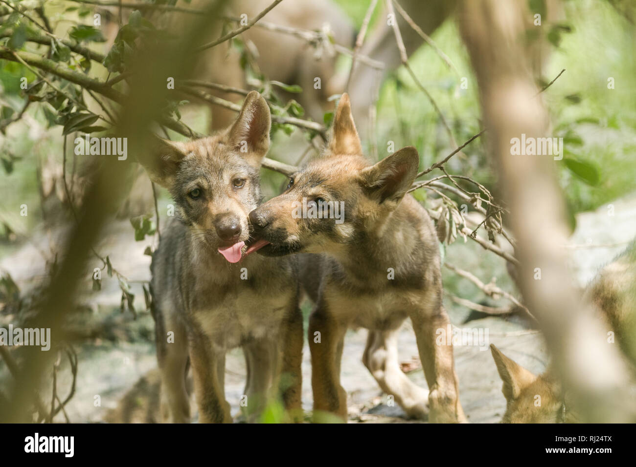 Grey Wolf in the forest Stock Photo - Alamy