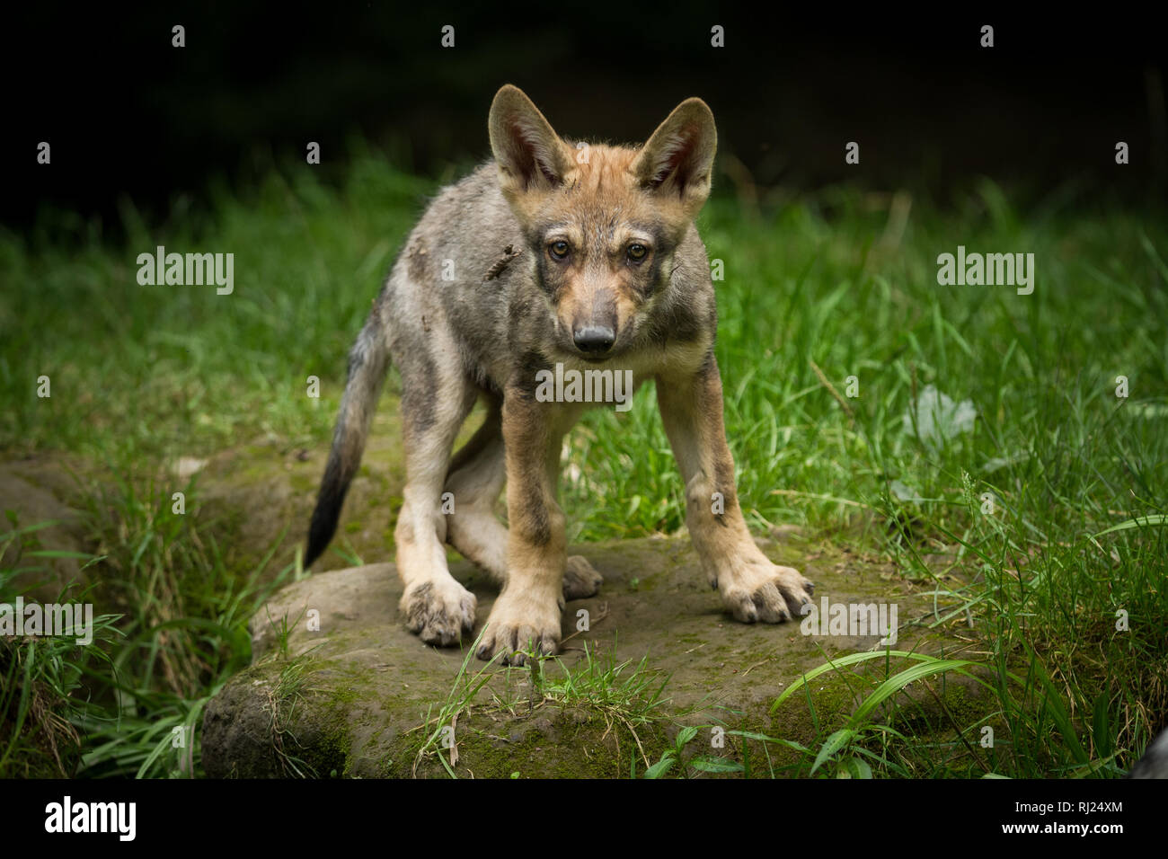 Grey Wolf in the forest Stock Photo - Alamy